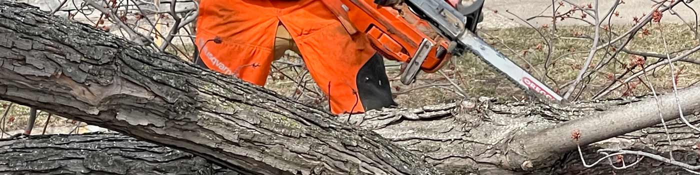 Free Estimate Trimmer Trees | Twin Cities Certified Arborist